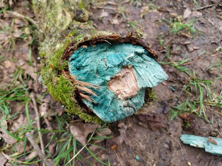Pamber Forest Nature Reserve - Quarterly Newsletter - April 2024 ...